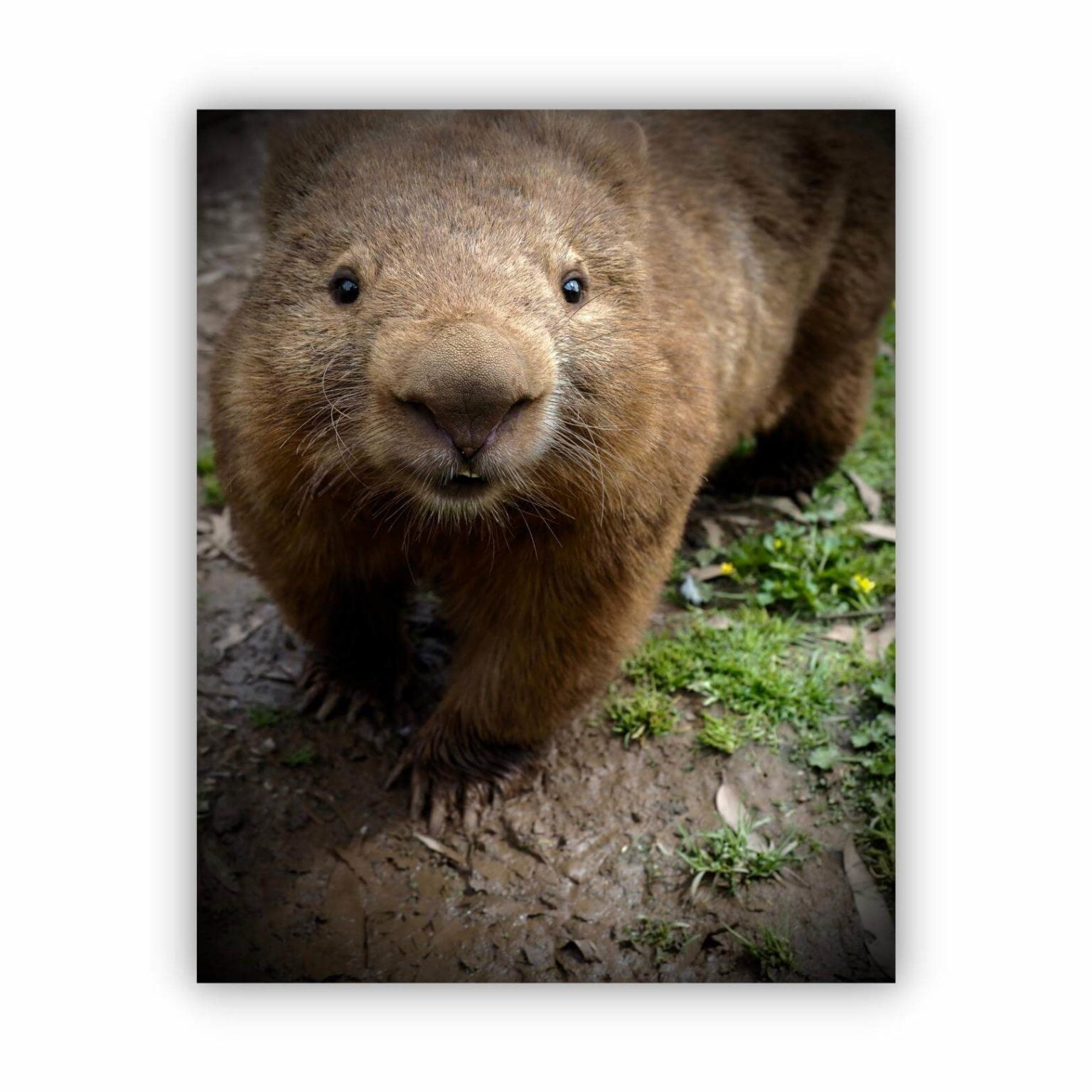 Wombat 1 - MEM Prints